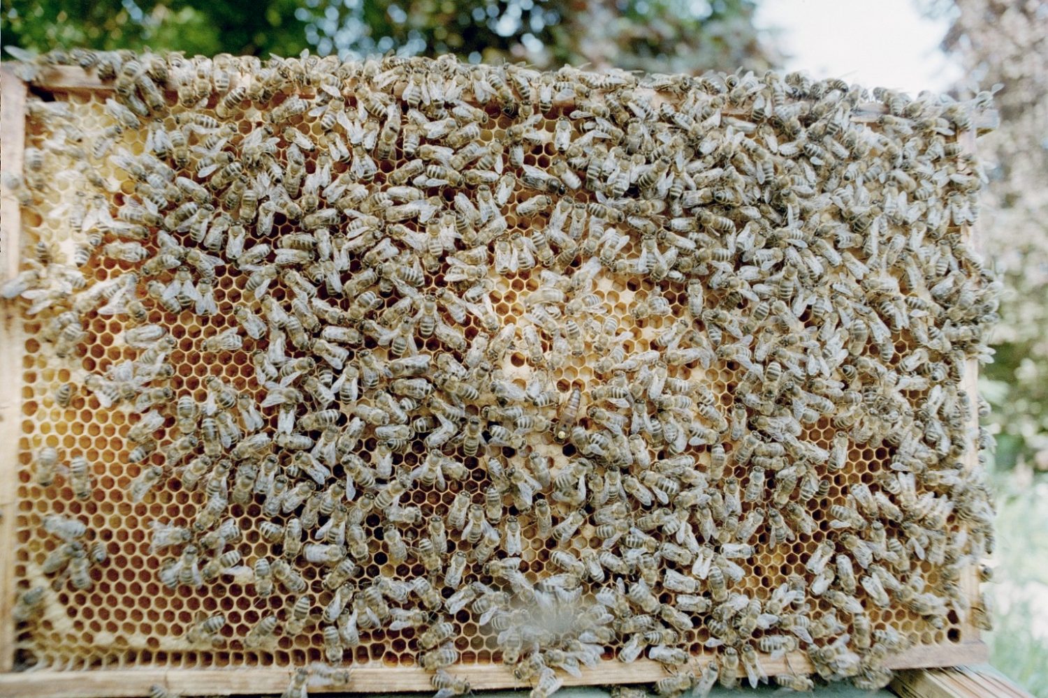 Die Waben einer Beute – Imkerei Busch